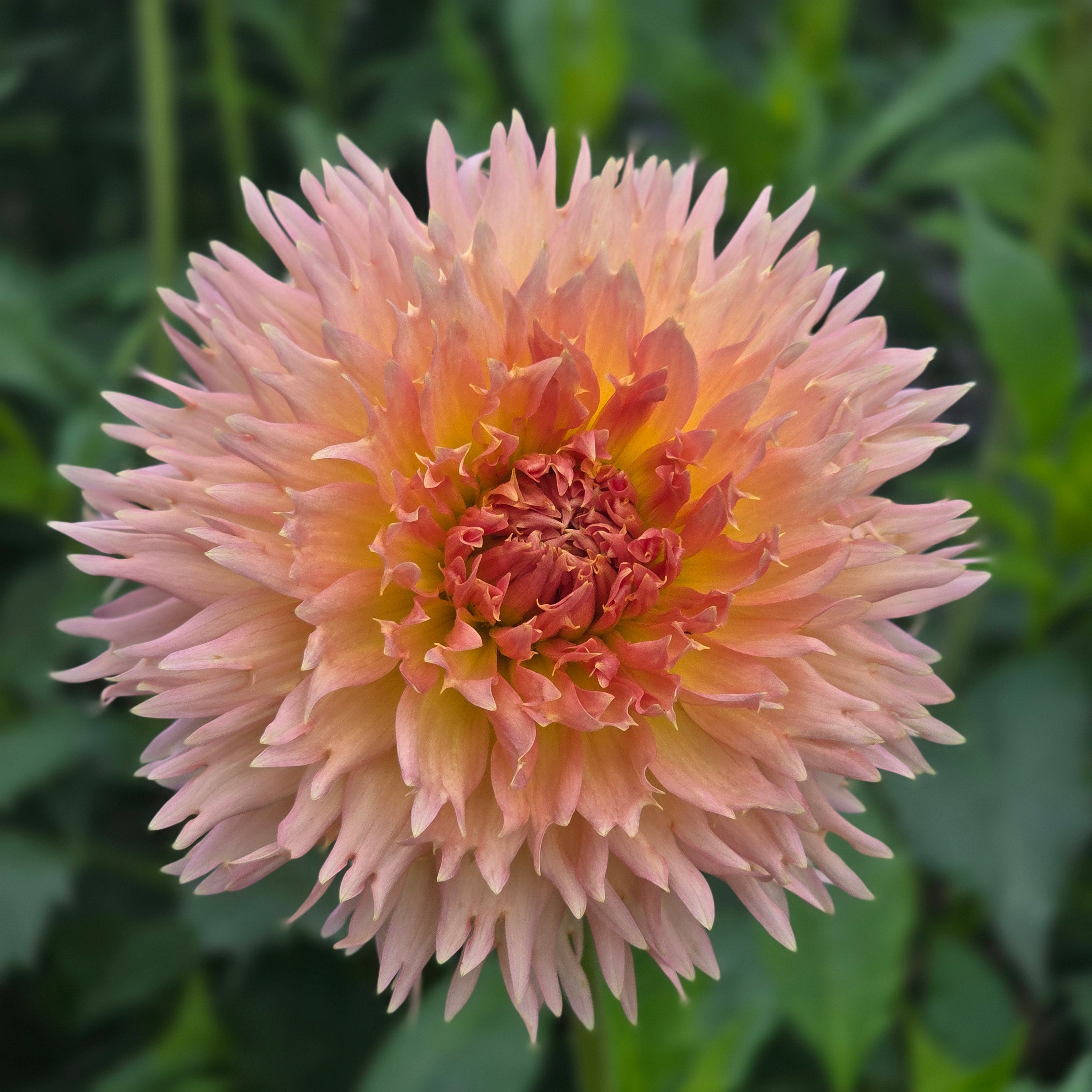 LAKEVIEW PEACH FUZZ – Flowerly Farm