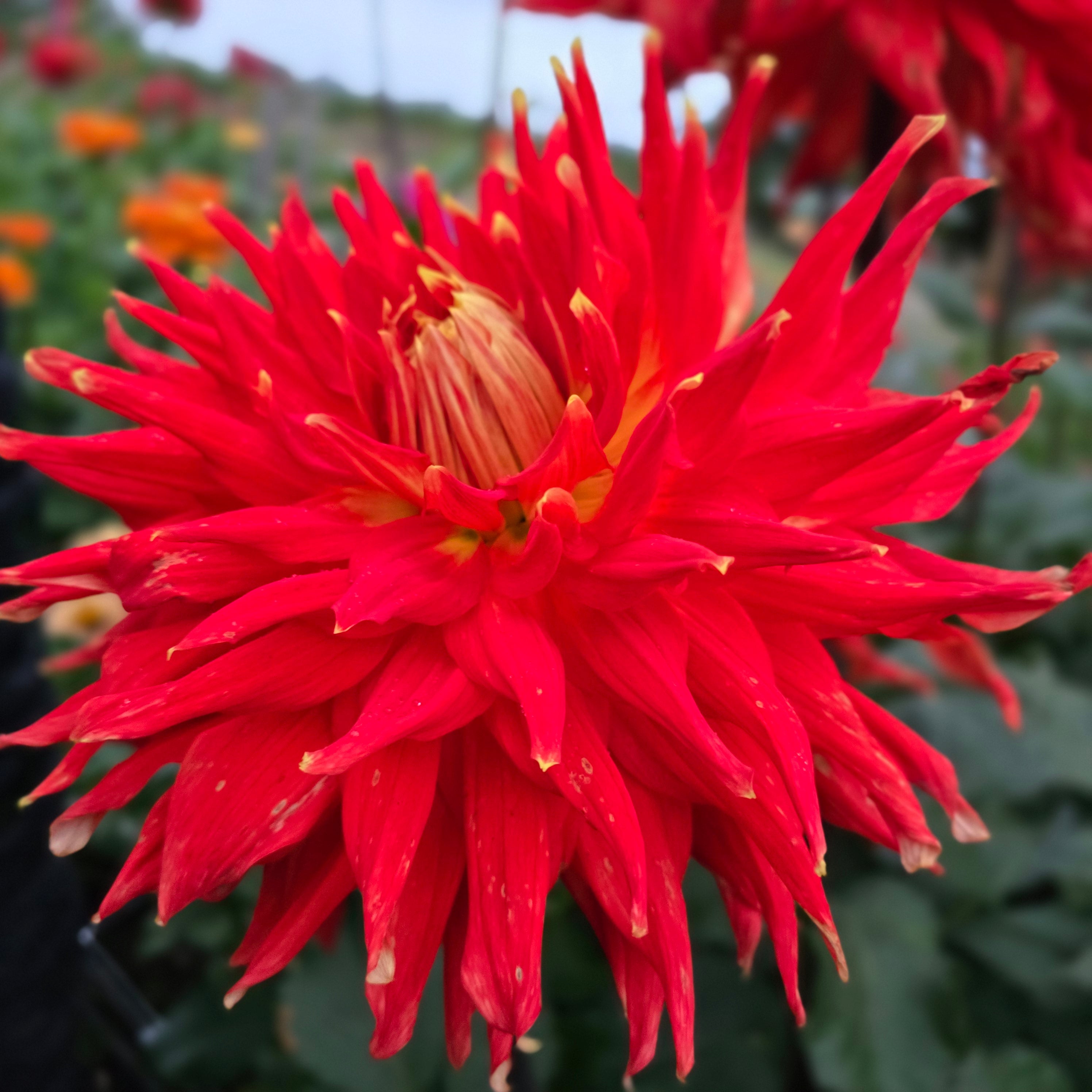 WYN'S CINNABAR – Flowerly Farm