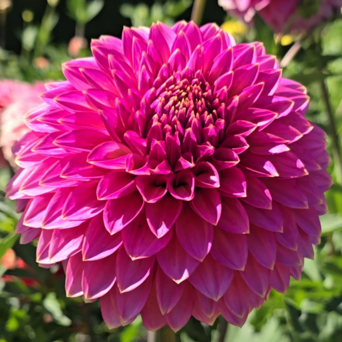 BLOOMQUIST MOJO – Flowerly Farm