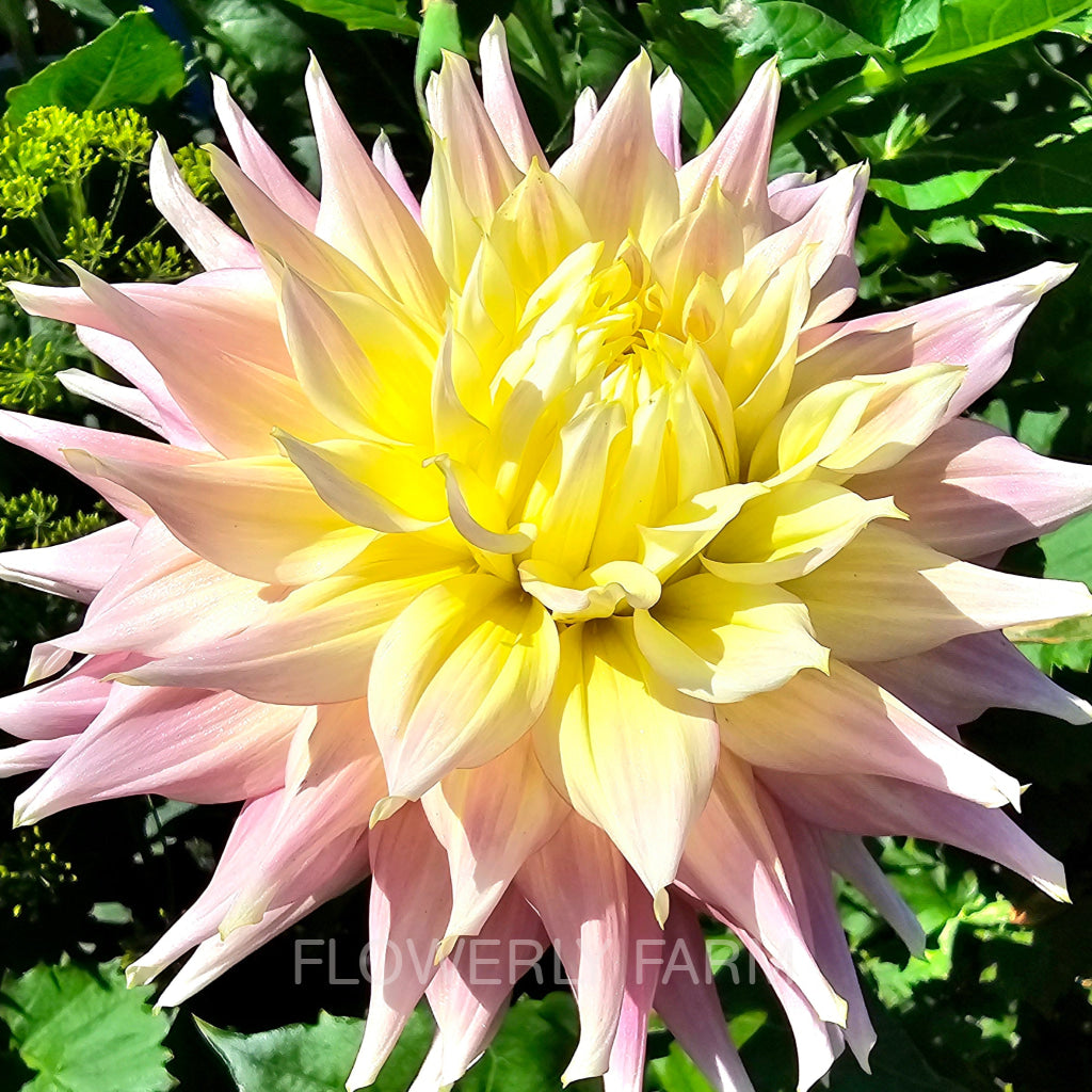 CLEARVIEW JONAS – Flowerly Farm