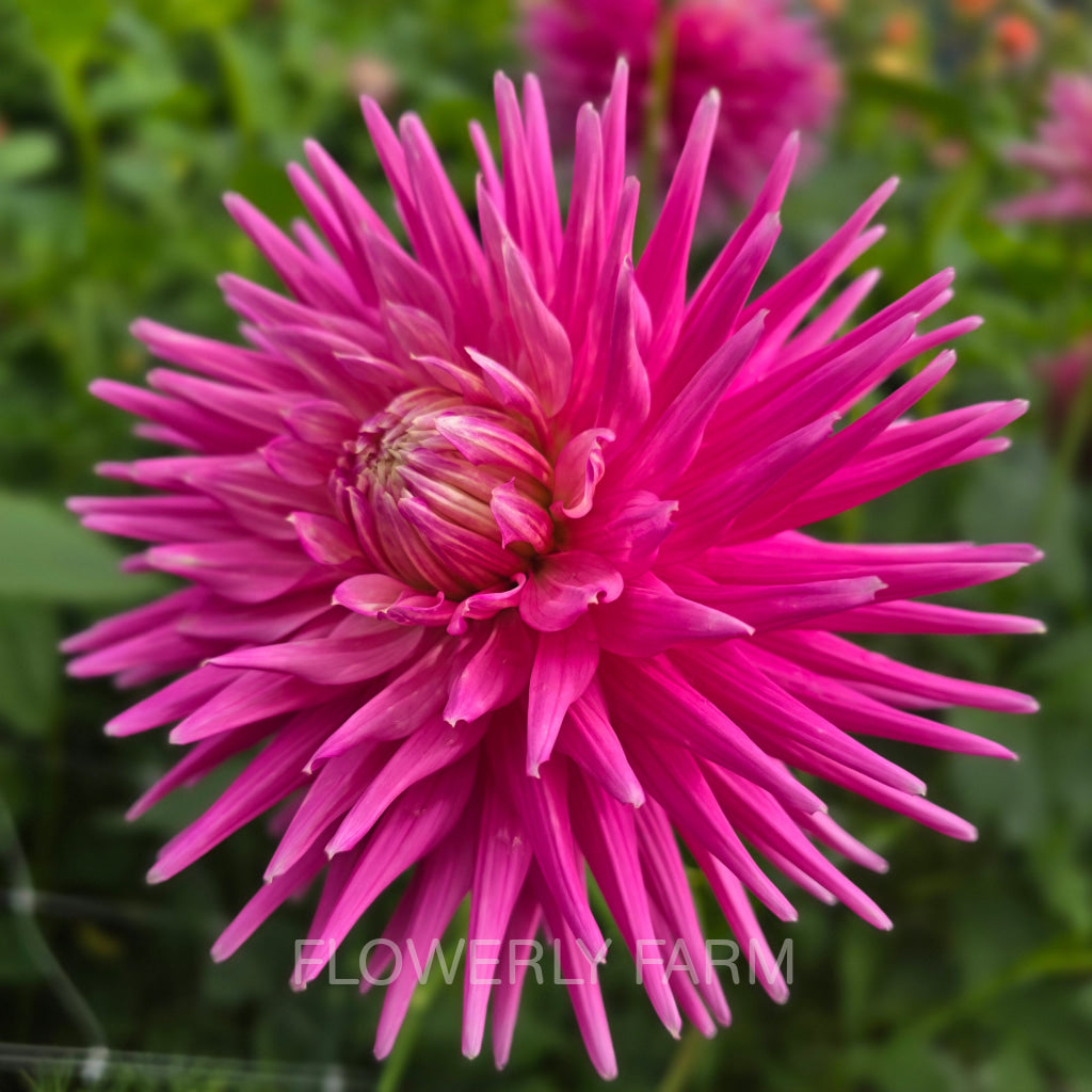 CRAZY 4 VIRGINIA – Flowerly Farm