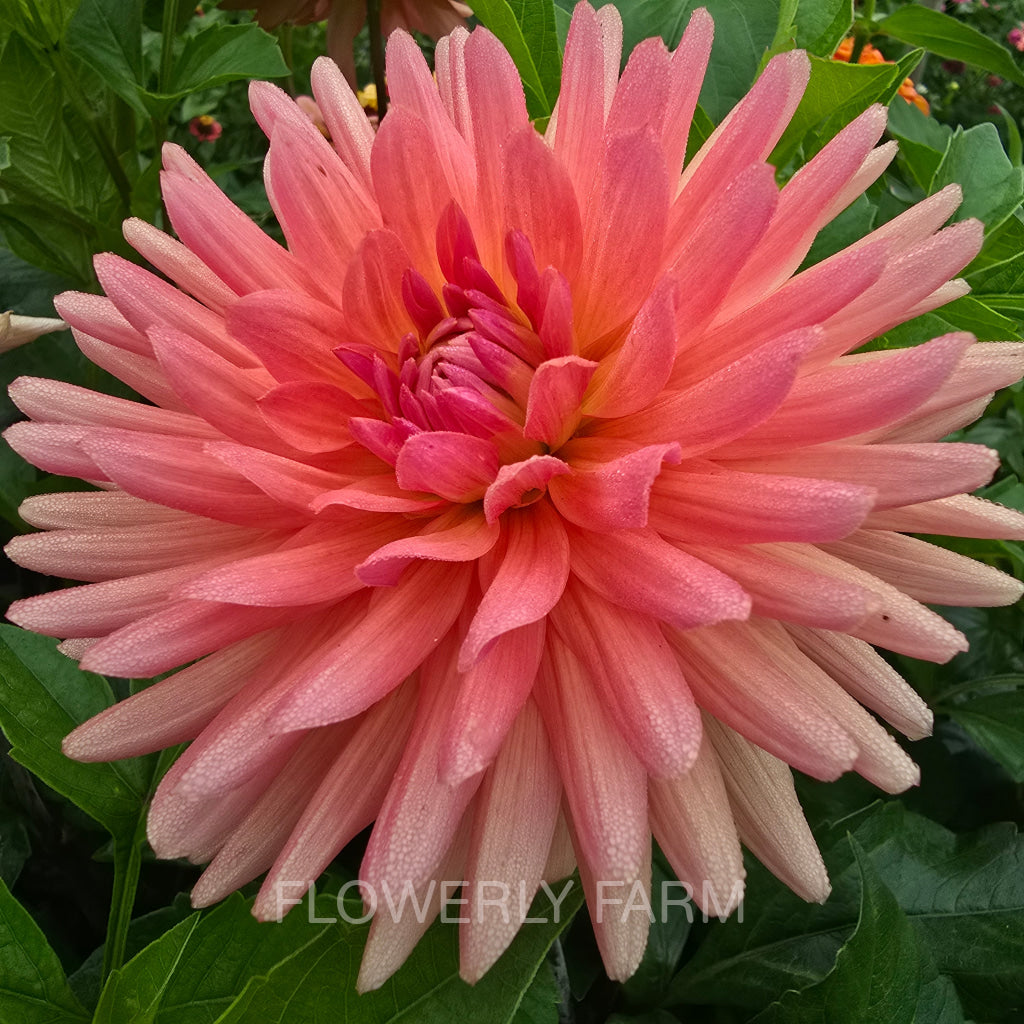 PREFERENCE – Flowerly Farm